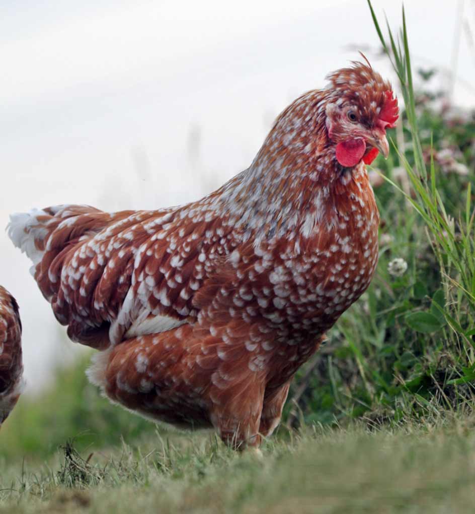 Landrace Fowl - Backyard Poultry